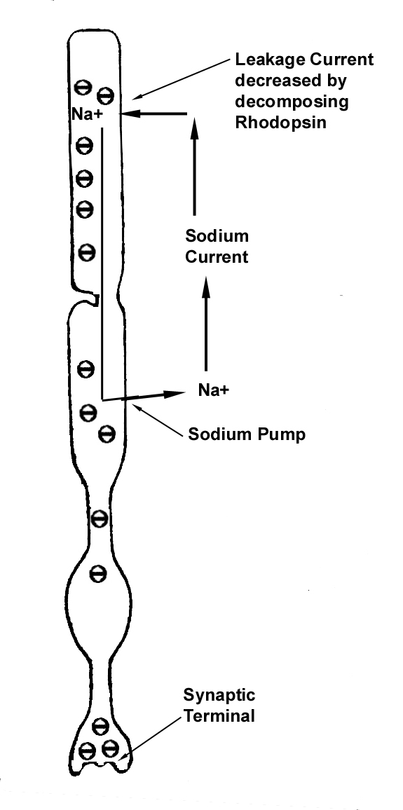 Basic Physiology of Vision